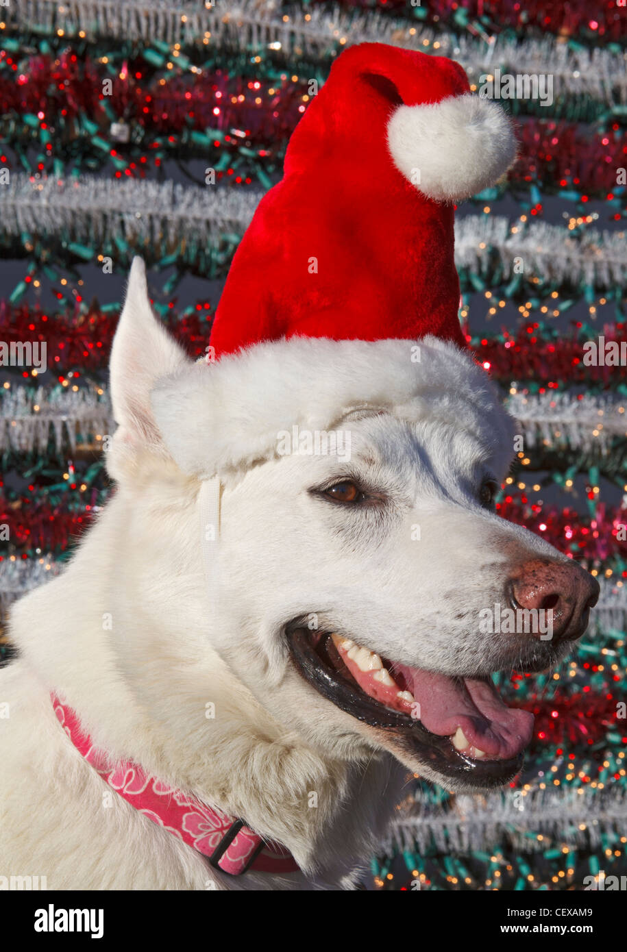 Bergers allemands blancs Banque de photographies et d’images à haute résolution - Alamy