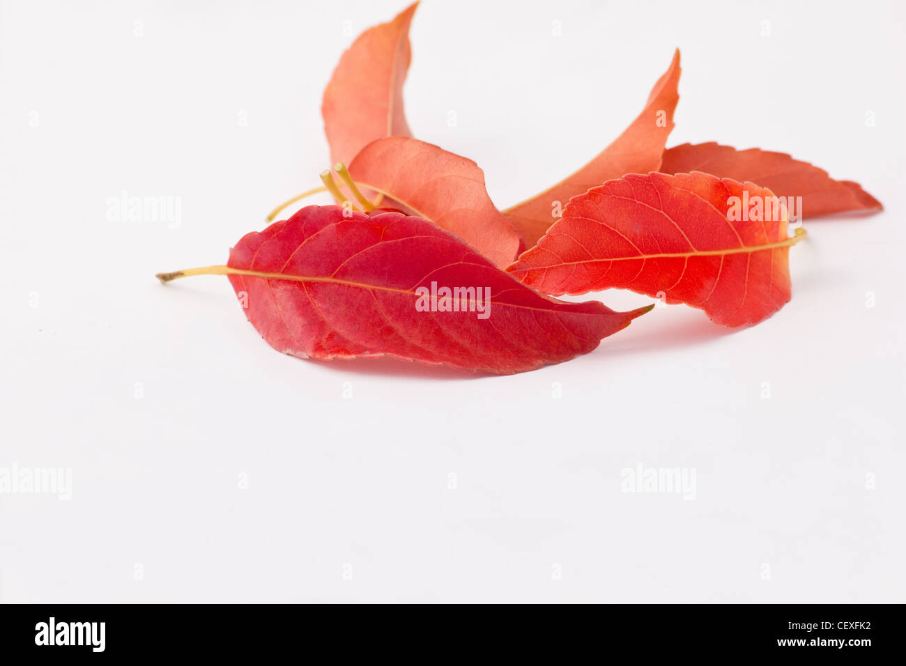 Feuilles rouges sur fond blanc Banque de photographies et d’images à ...