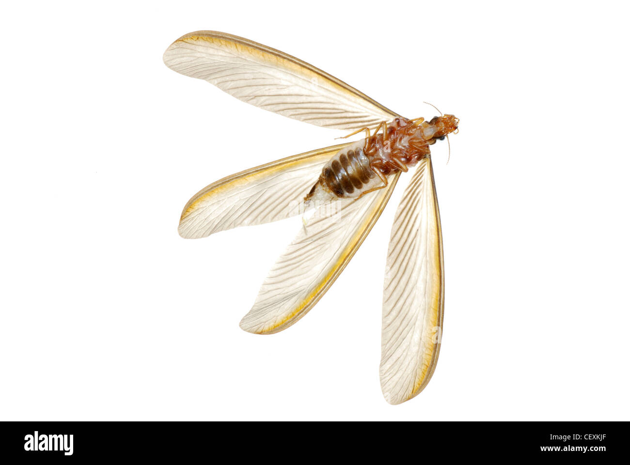 Termite insecte fourmi blanche isolée en fond blanc Photo Stock - Alamy