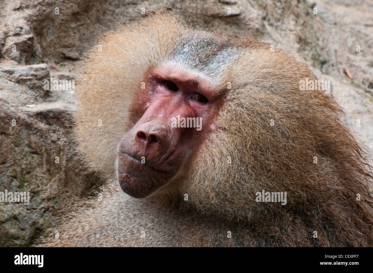Hamadryas baboon originaire de la Corne de l'Afrique et l'extrémité sud ...