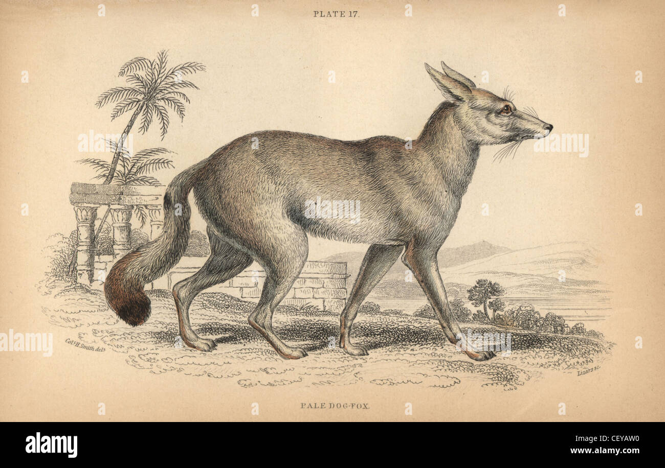 Ruppells fox Banque de photographies et d’images à haute résolution - Alamy