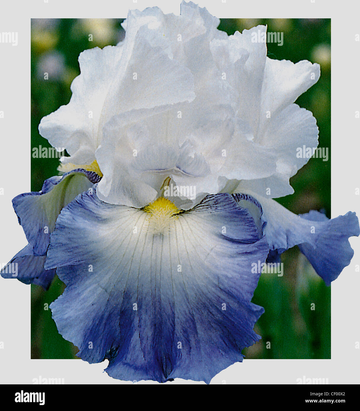 Cayeux iris Banque de photographies et d’images à haute résolution - Alamy
