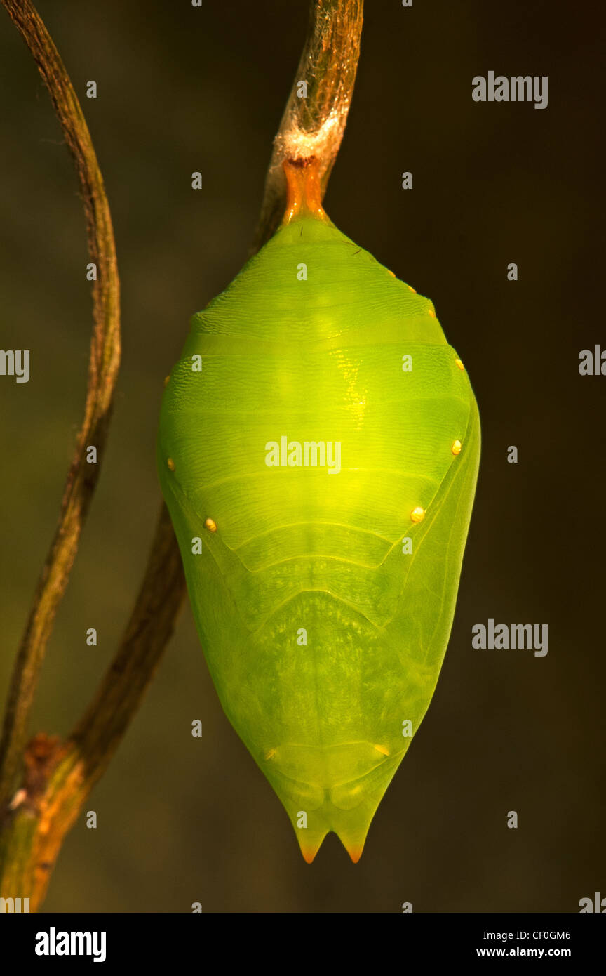 Morpho peleides pupa Banque de photographies et d’images à haute ...