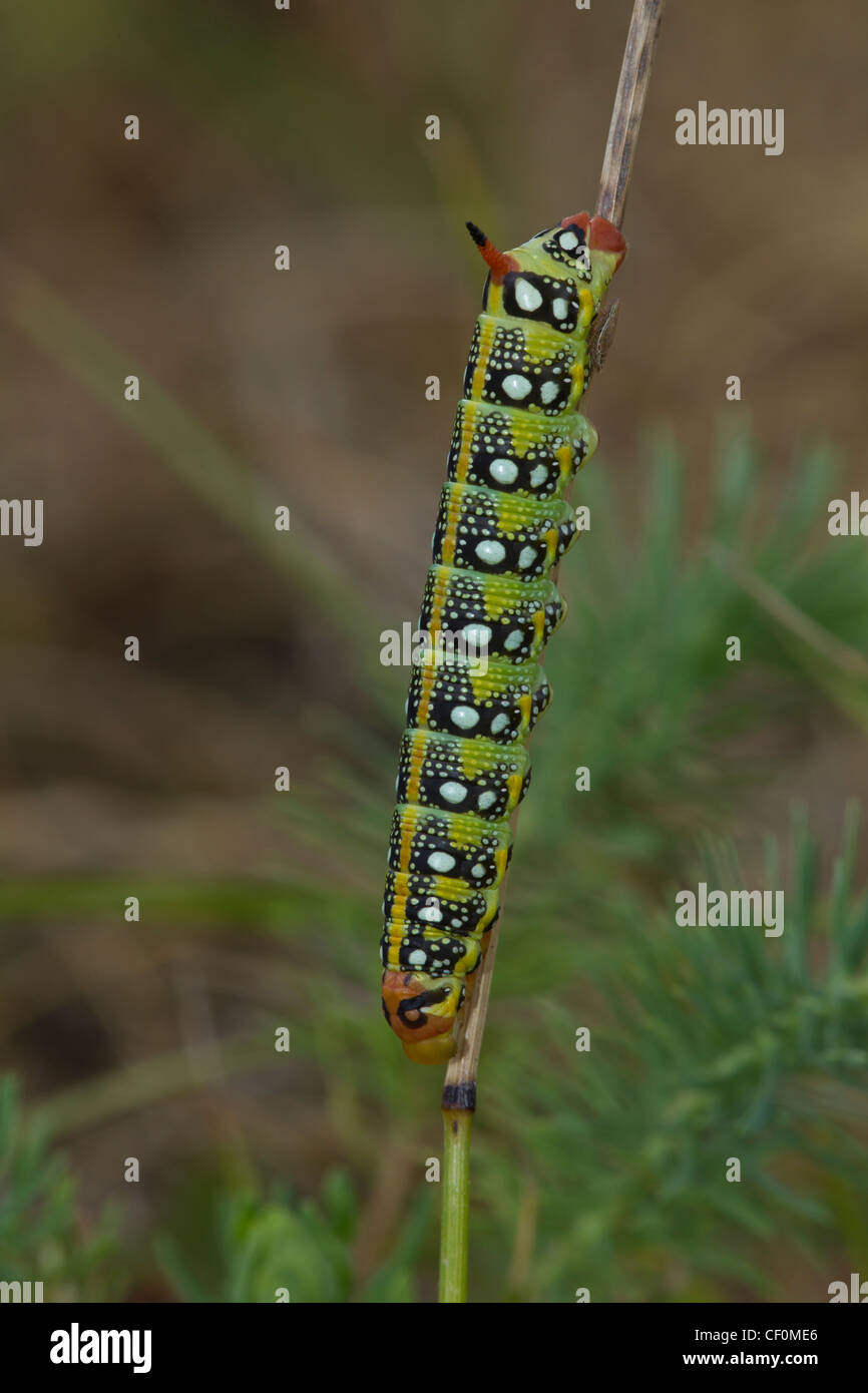 Wolfsmilchschwaermer Raupe, Hyles euphoriae, cocon de faucon-teigne ...