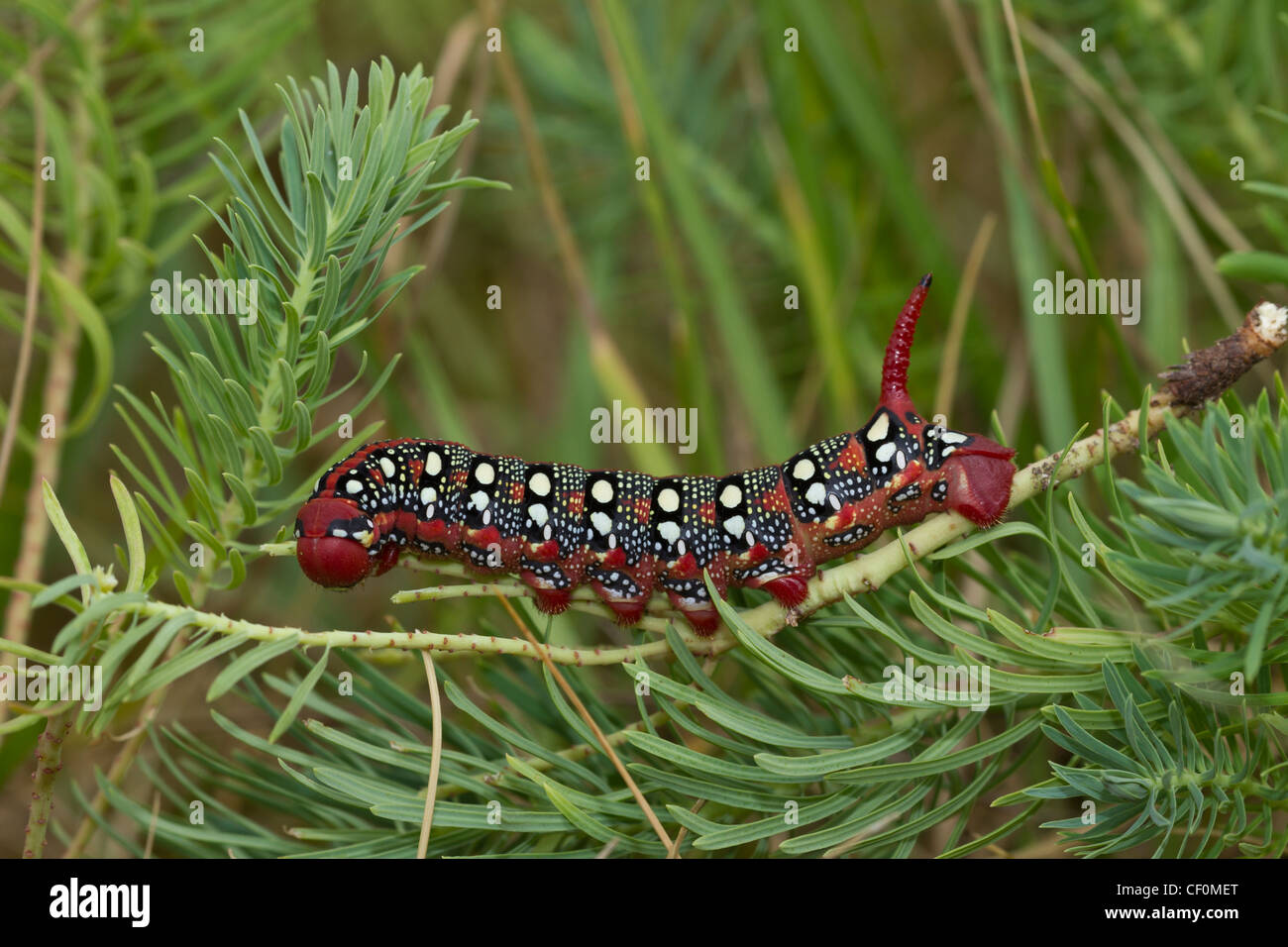 Wolfsmilchschwaermer Raupe, Hyles euphoriae, cocon de faucon-teigne ...