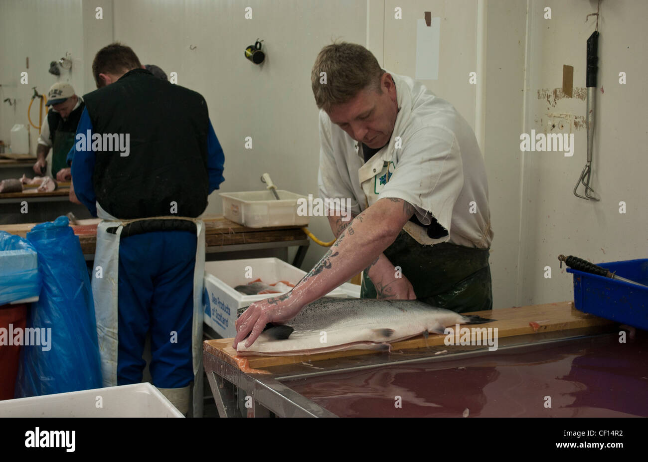 Filetage du poisson Banque de photographies et d’images à haute ...