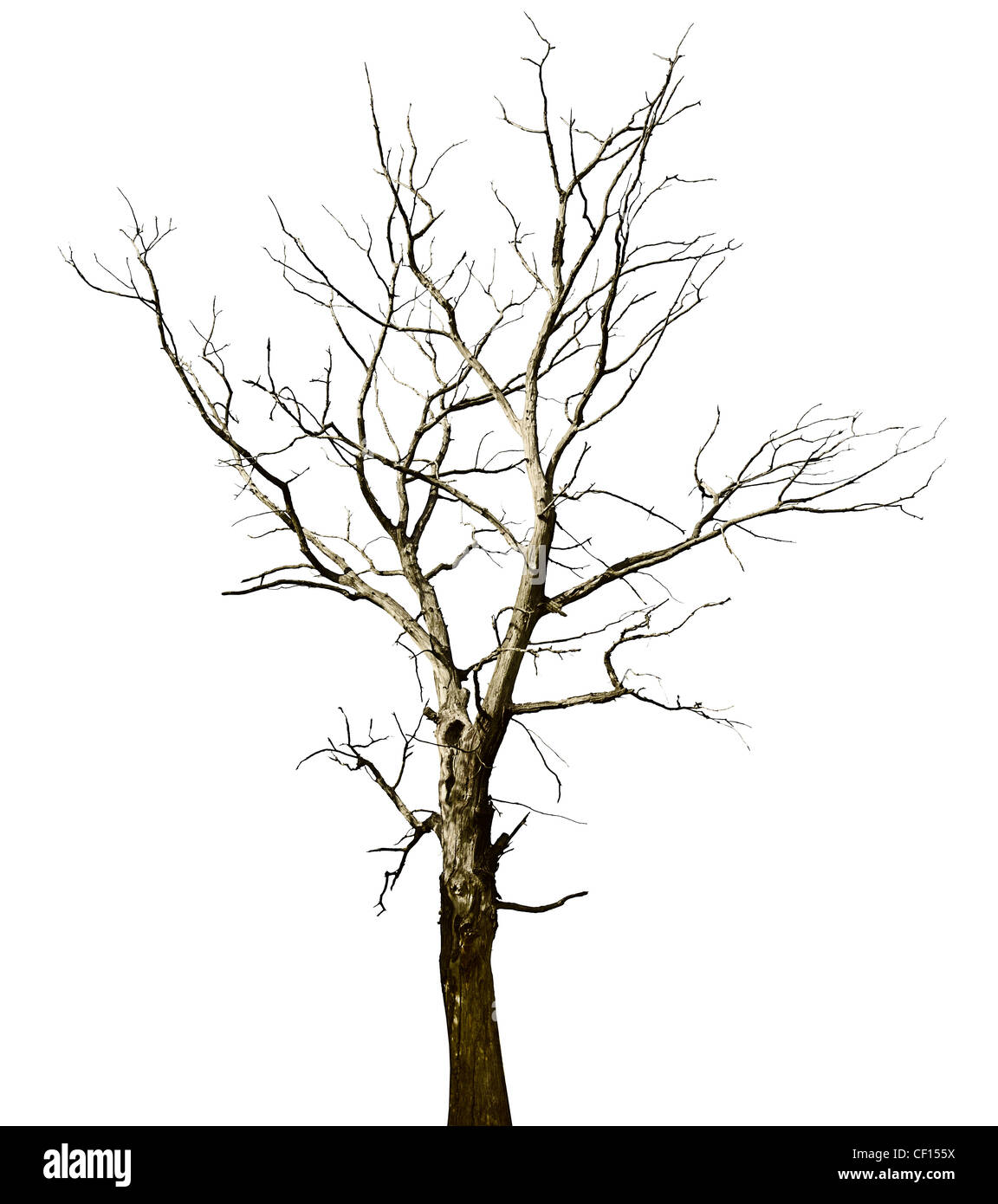 Perdu un grand arbre séché - chêne, isolé sur fond blanc Photo Stock ...