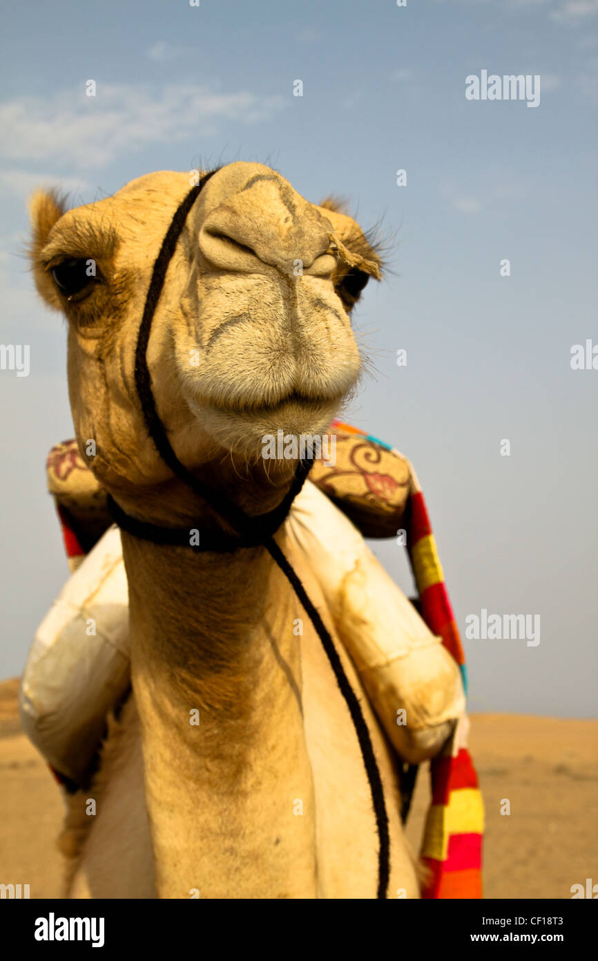 Le dromadaire se reposer pendant un safari dans le désert du Sahara ...