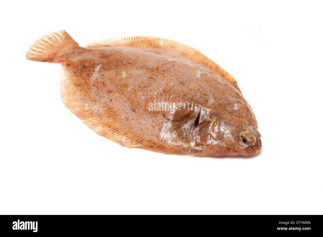 Sole poisson Banque de photographies et d’images à haute résolution - Alamy