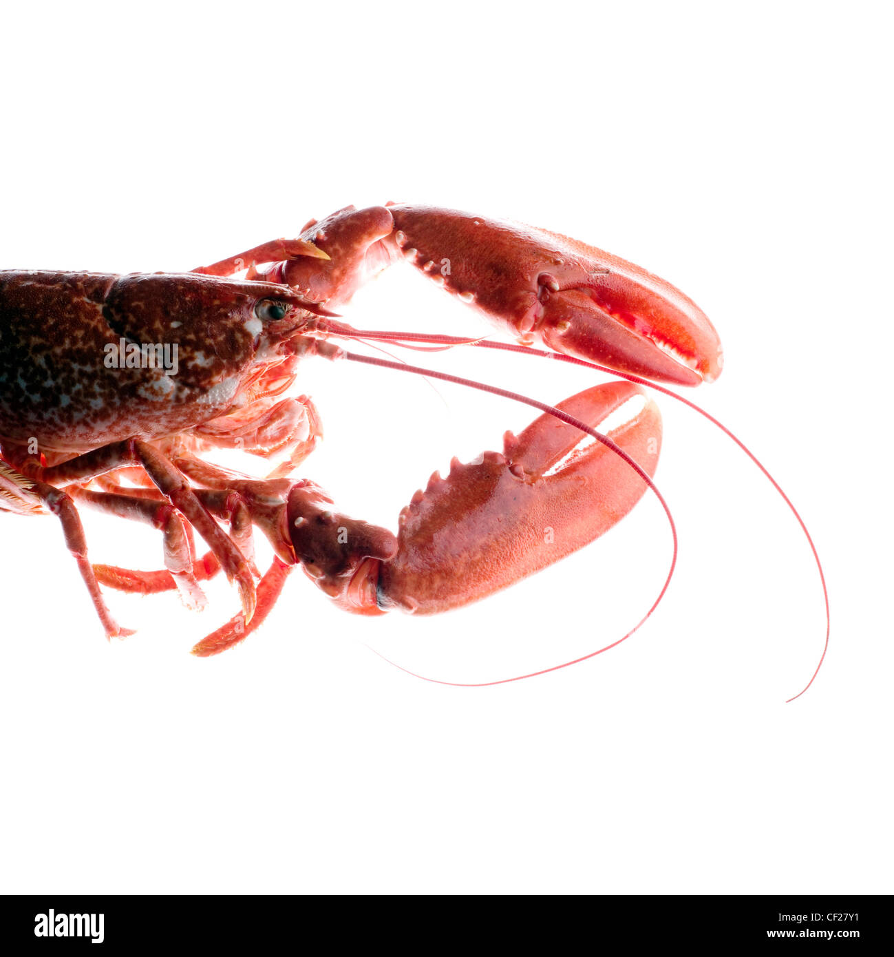 Homard studio Banque de photographies et d’images à haute résolution ...