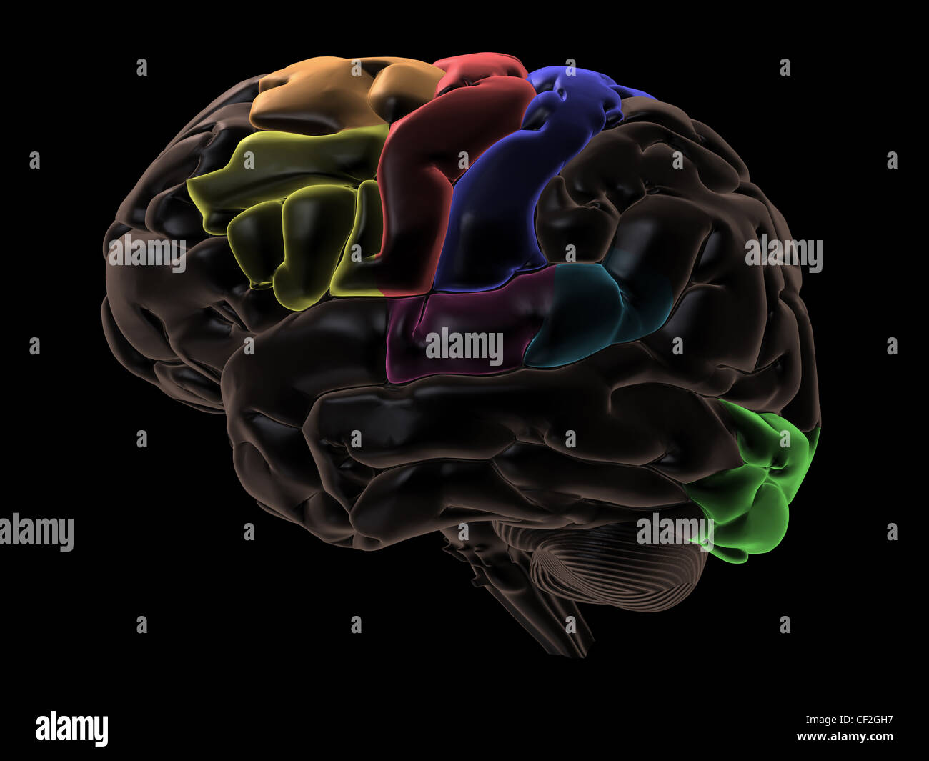 Zones du cerveau Banque de photographies et d’images à haute résolution ...