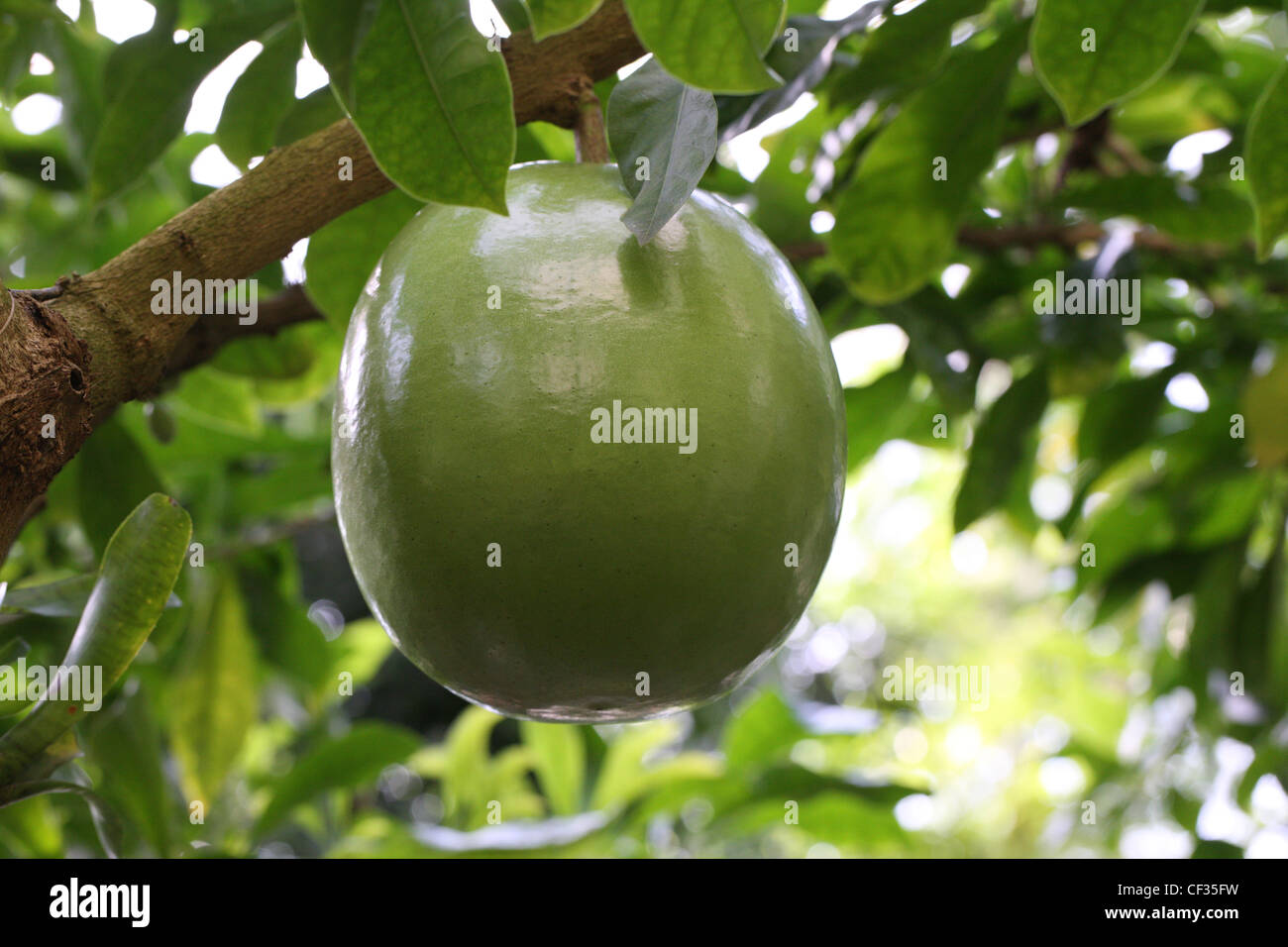 South fruit tropical Banque de photographies et d’images à haute ...