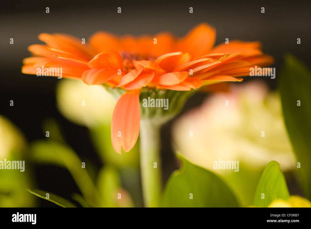 Fleur courbe Banque de photographies et d’images à haute résolution - Alamy