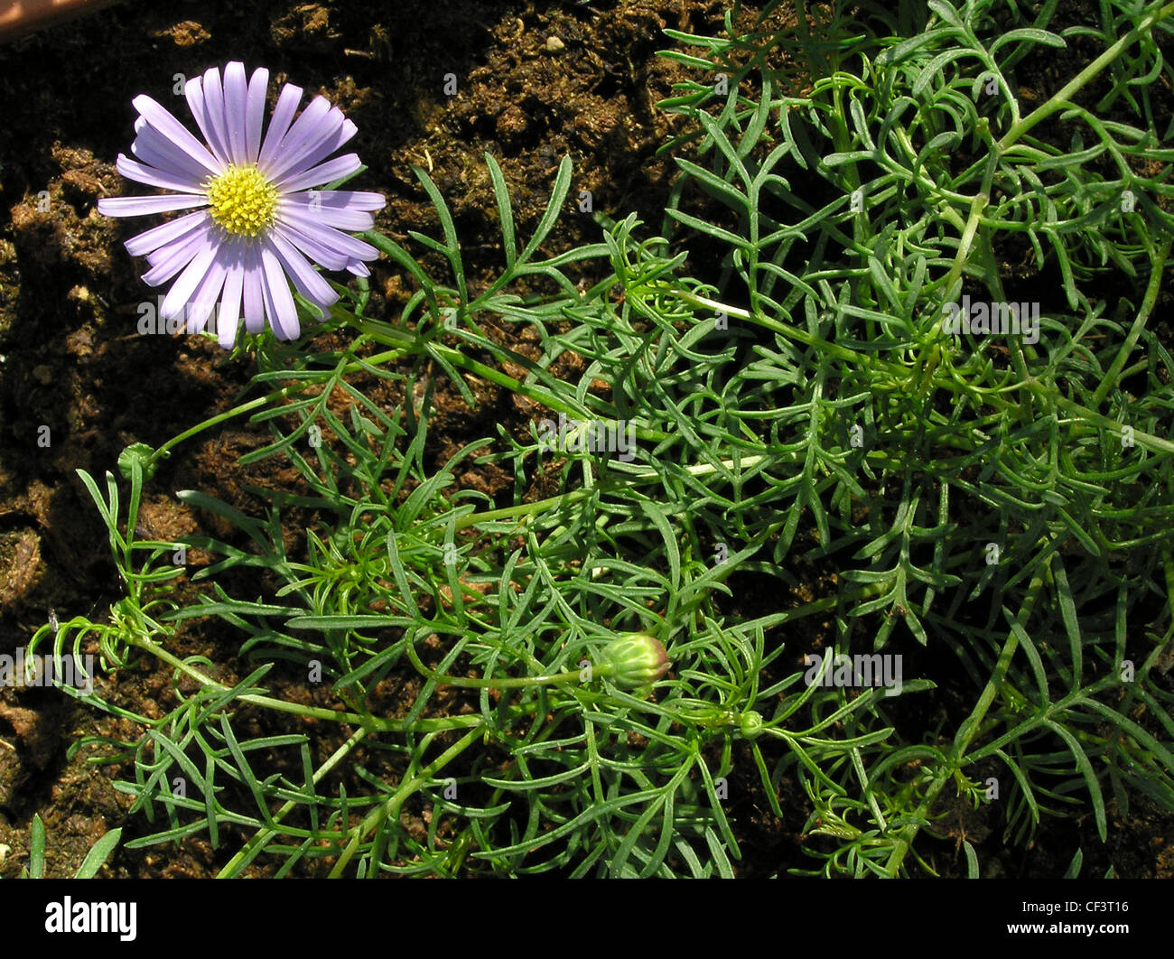 Brachyscome multifida Banque de photographies et d’images à haute ...