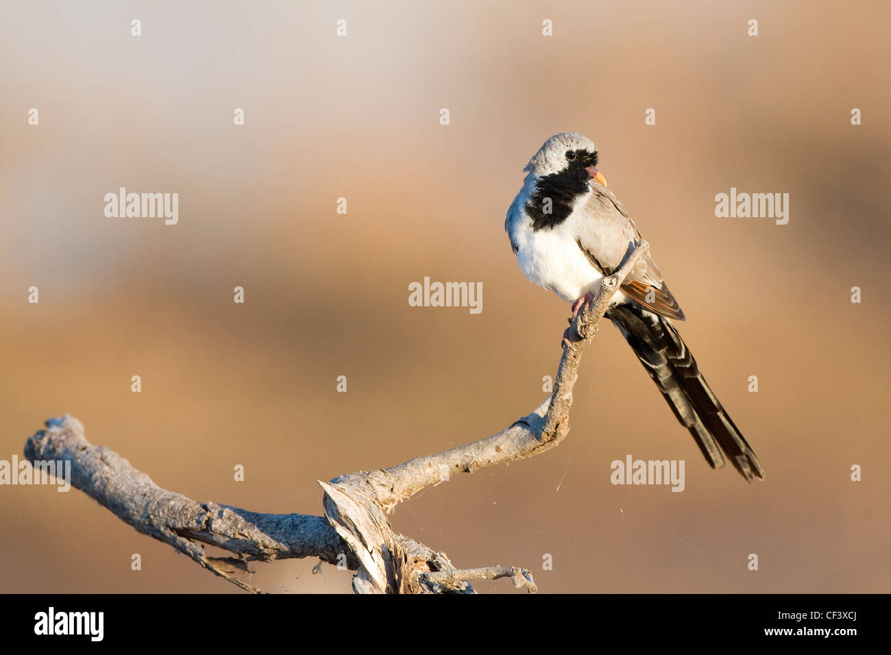 Oena capensis Banque de photographies et d’images à haute résolution ...