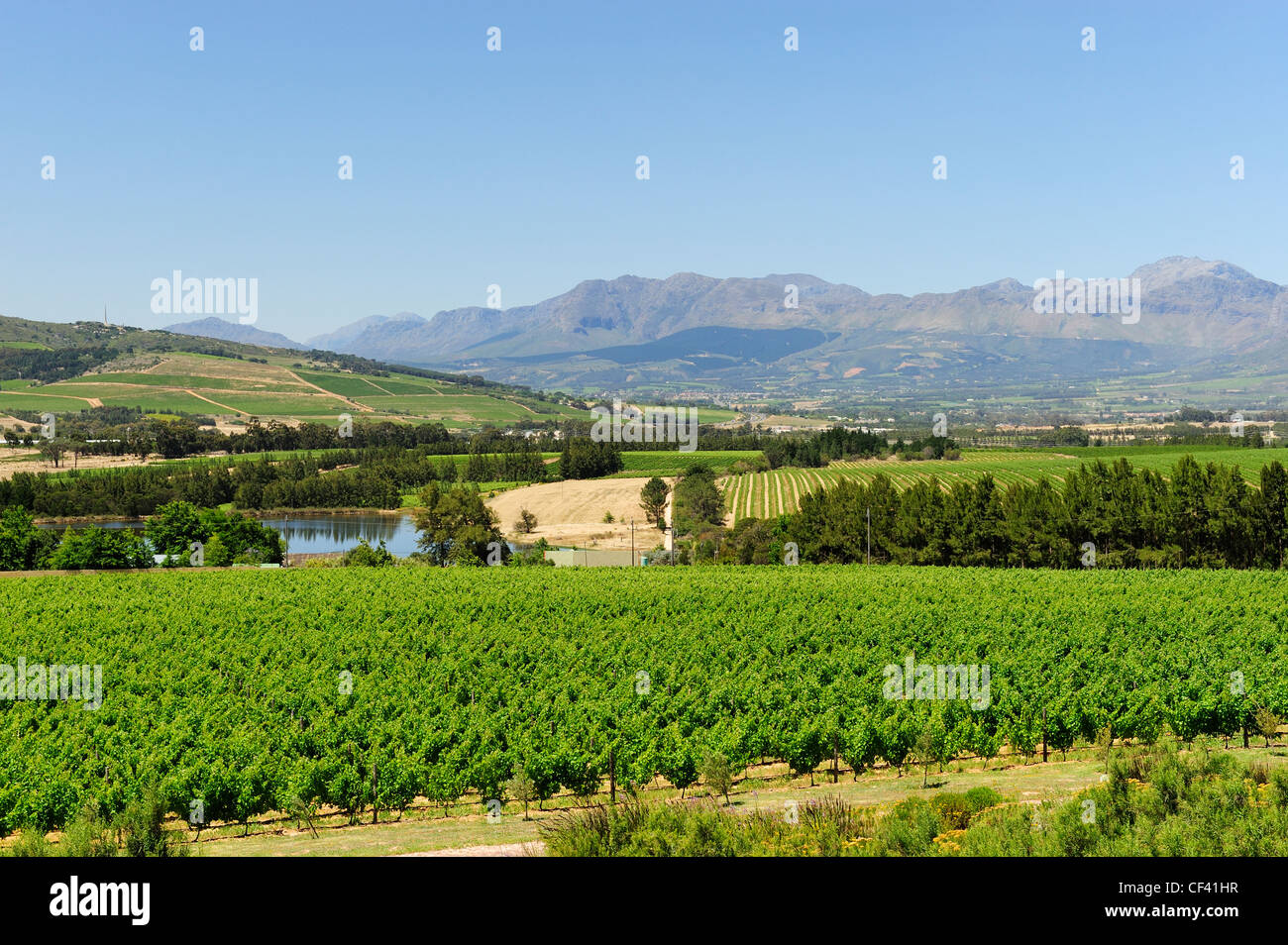 Domaine viticole de glen carlou Banque de photographies et d’images à ...