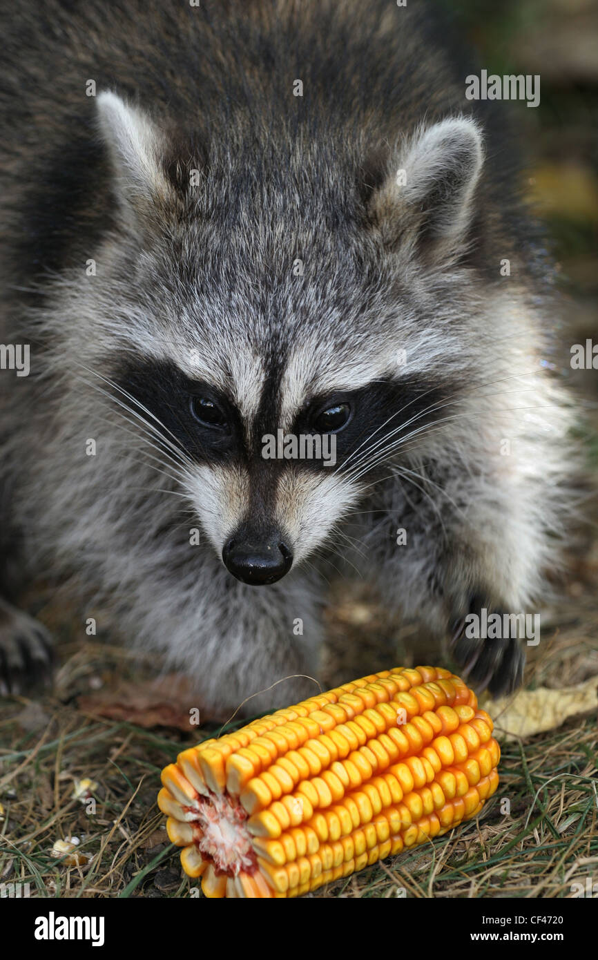 Le raton laveur mange le maïs dans l'Ohio le jardin Photo Stock - Alamy