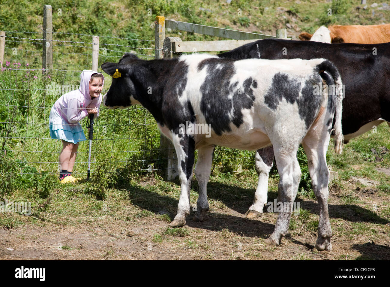 Petite fille se fait des amis avec une vache frisonne à travers une ...
