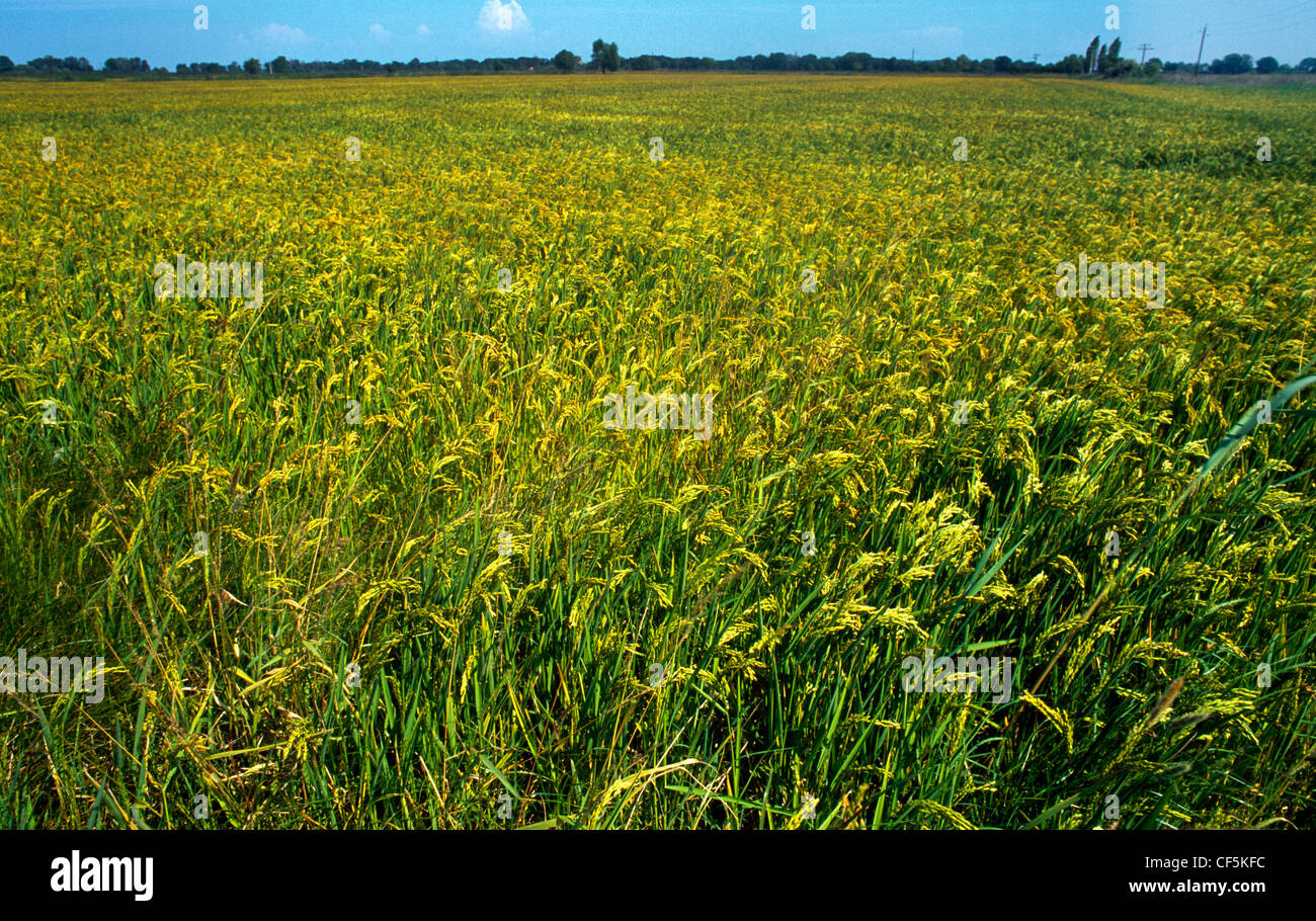Camargue Provence France Champ de riz Photo Stock - Alamy