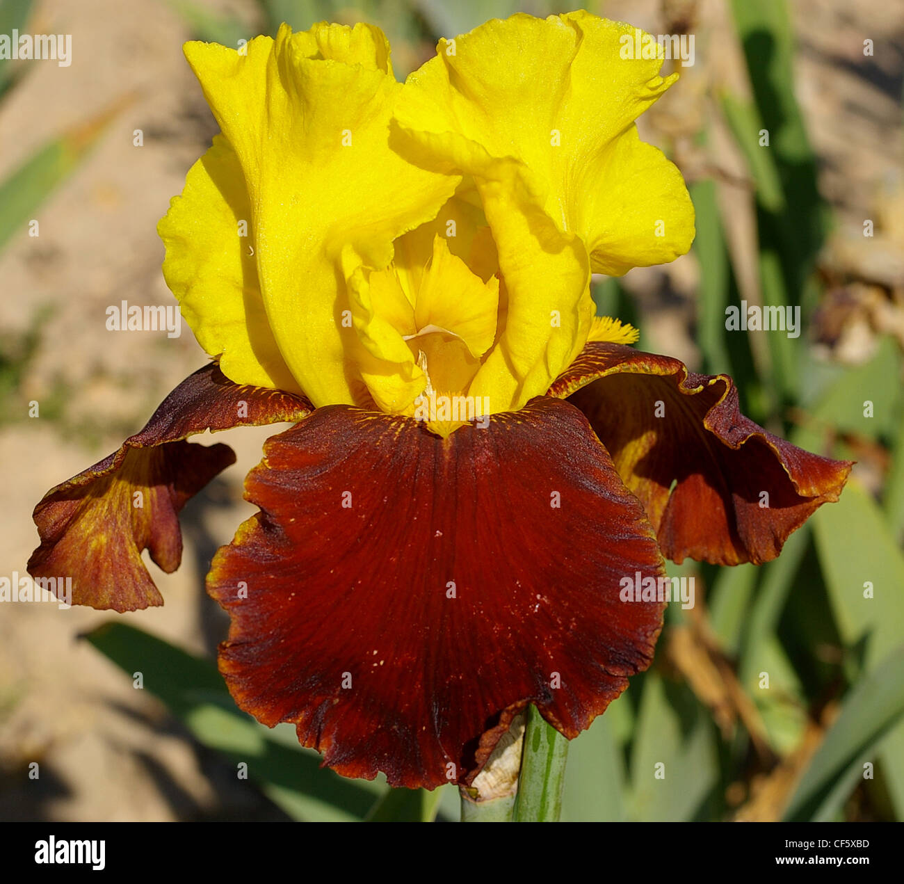 Cayeux Iris Iris pépinière, administré par Richard Cayeux à Gien ...