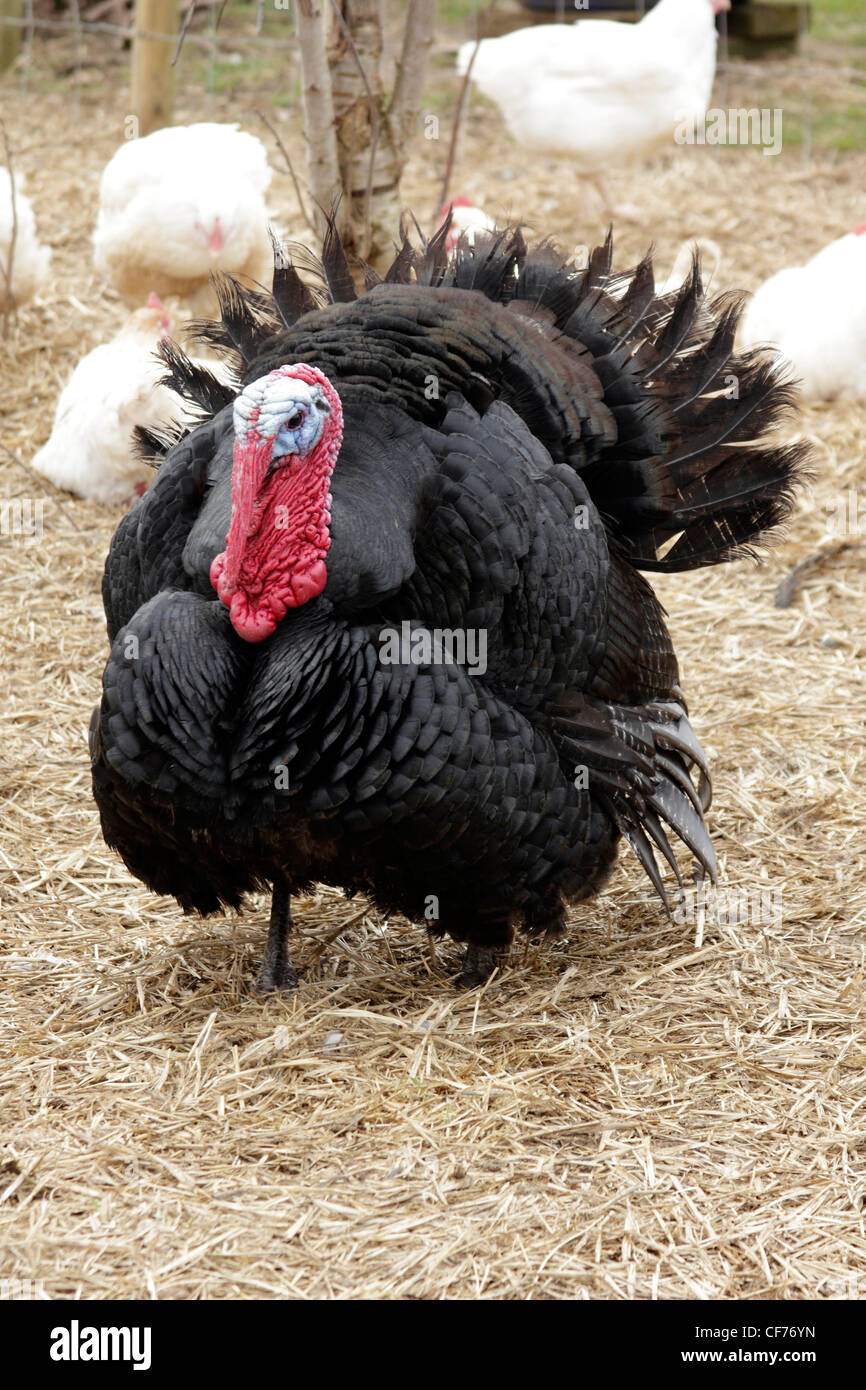 Dinde noire norfolk Banque de photographies et d’images à haute ...