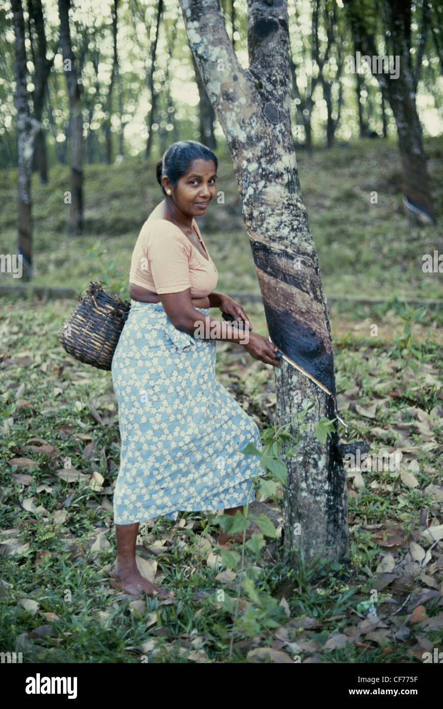 Rubber tapper Banque de photographies et d’images à haute résolution - Alamy