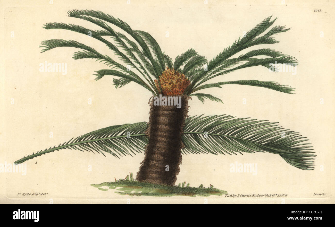 Le sagou ou cycas cycas à feuilles étroites, Cycas revoluta Photo Stock ...