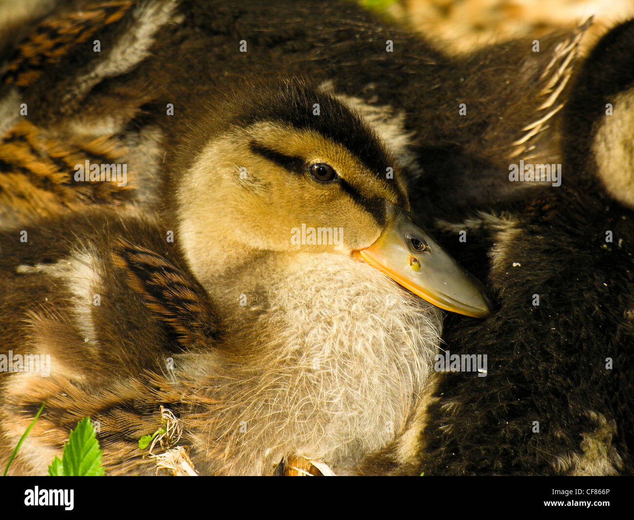 Mignons Canetons Colvert Banque d'image et photos - Alamy