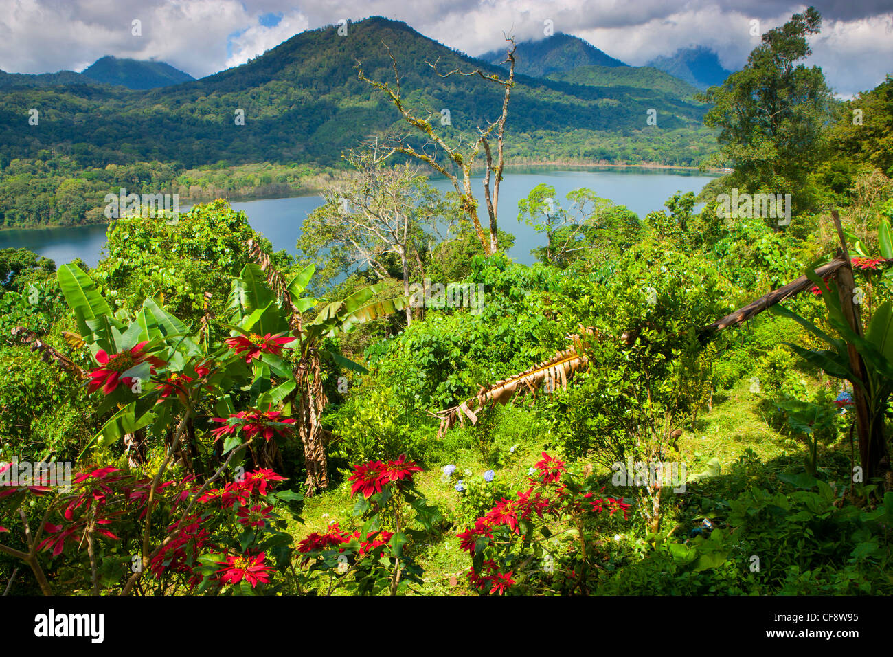 Le lac de Tamblingan, Indonésie, Asie, Bali, lac, forêt vierge, jungle ...