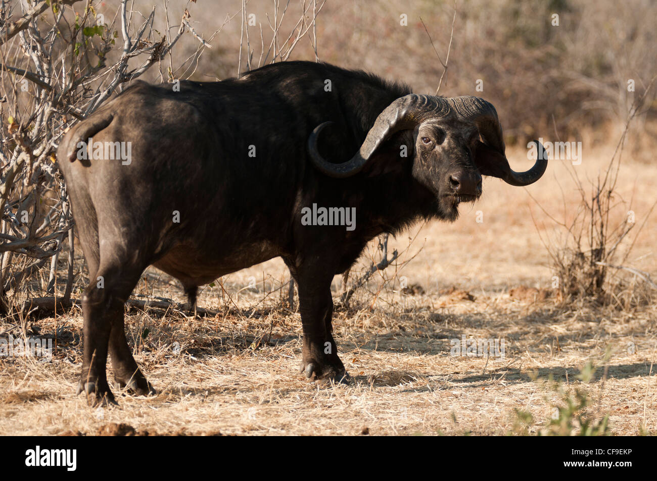 Bull tail Banque de photographies et d’images à haute résolution - Alamy