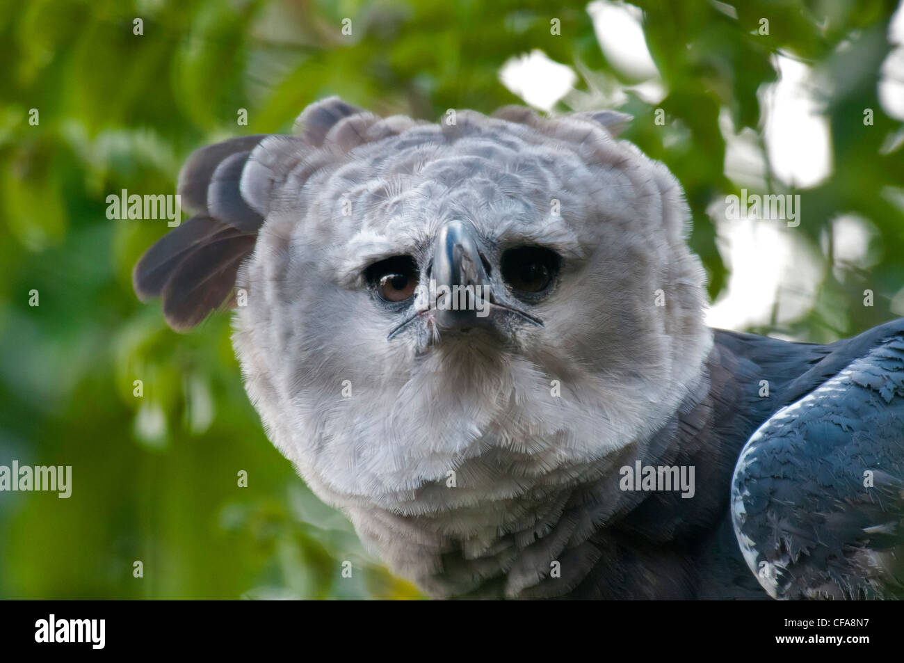 Harpy eagle harpia harpyja Banque de photographies et d’images à haute ...