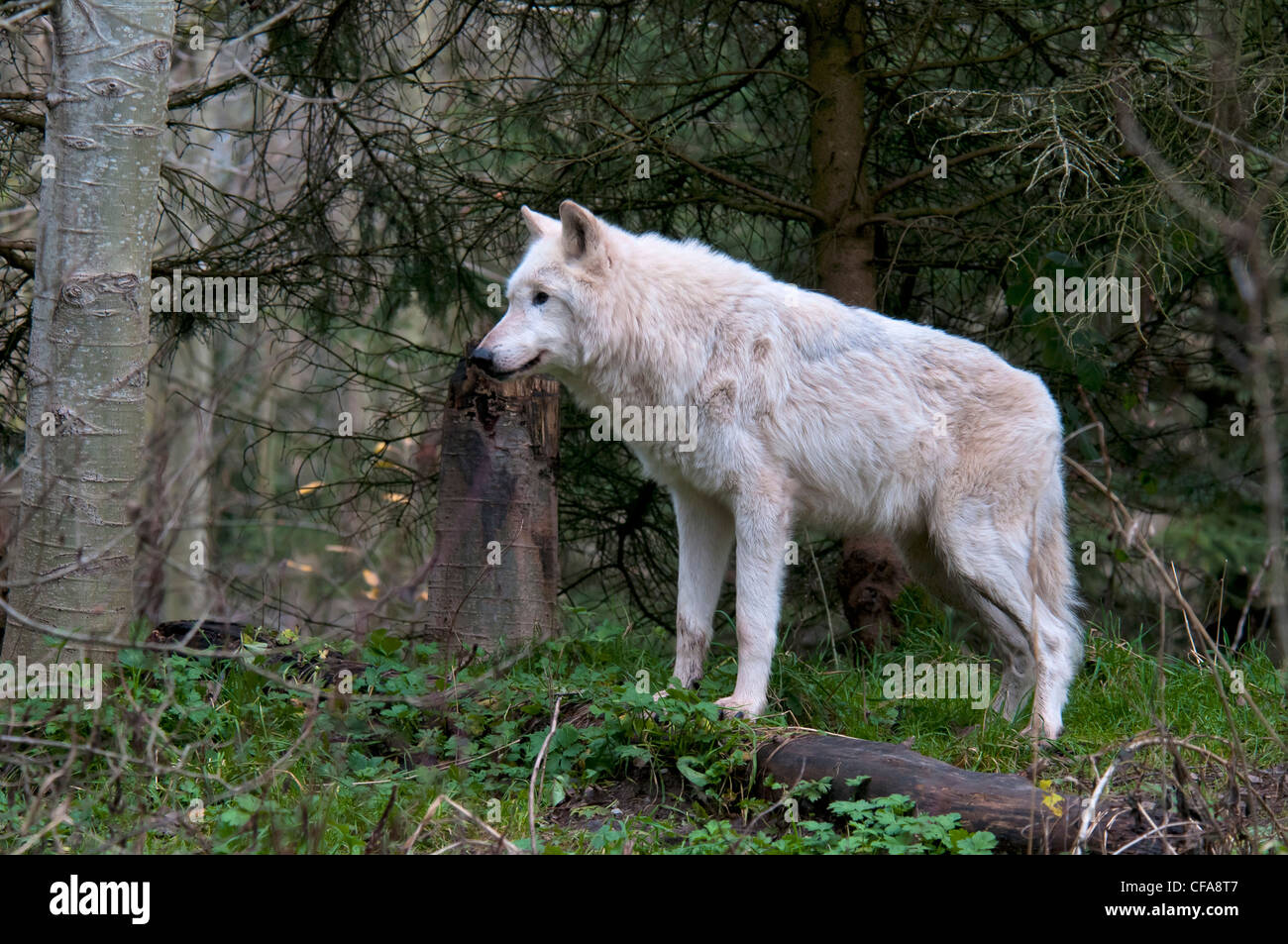 Loup gris, blanc phase, canis lupus, le loup, animal, forêt Photo Stock ...