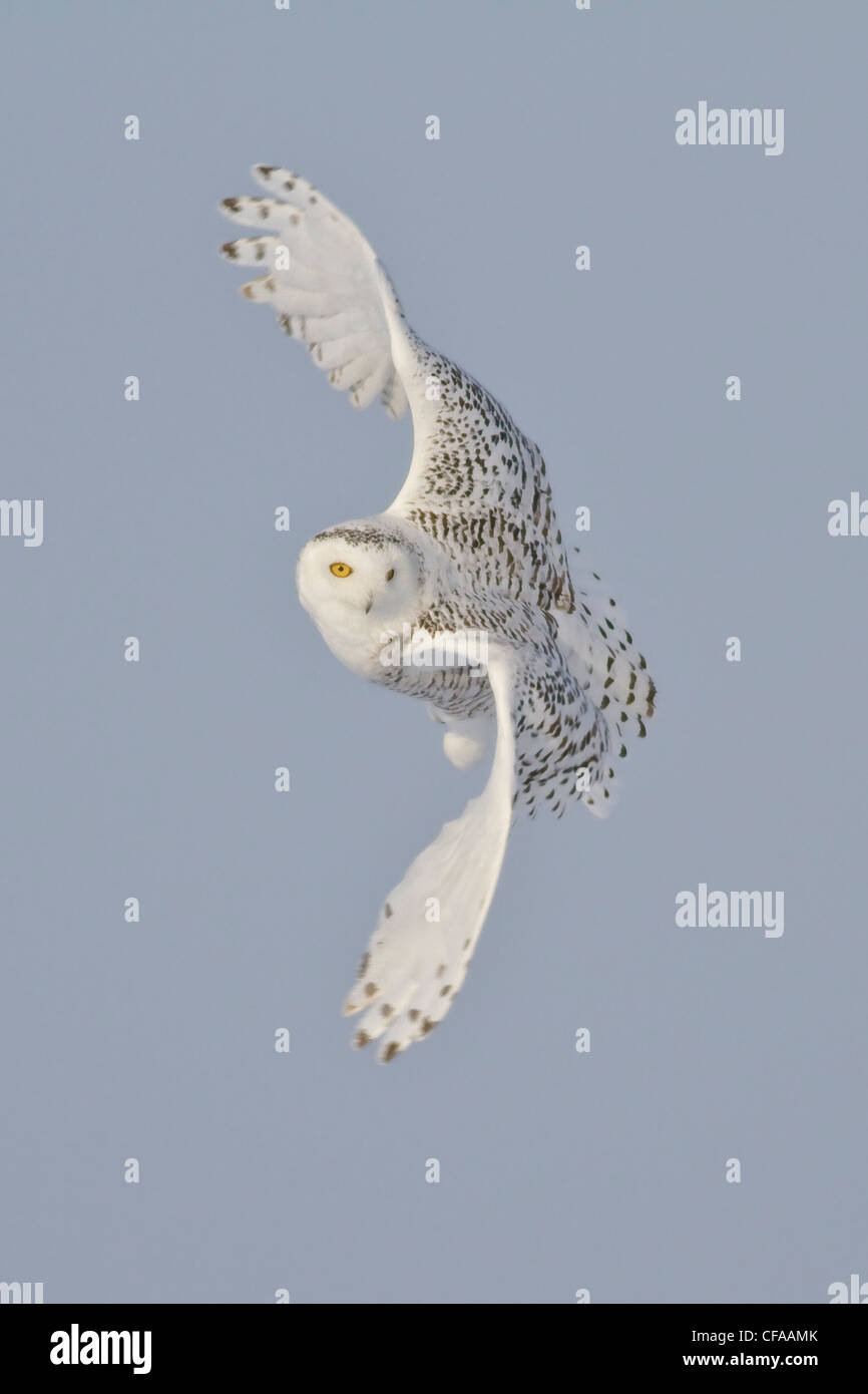 Le harfang des neiges (Bubo scandiacus) de chasser une proie en hiver ...