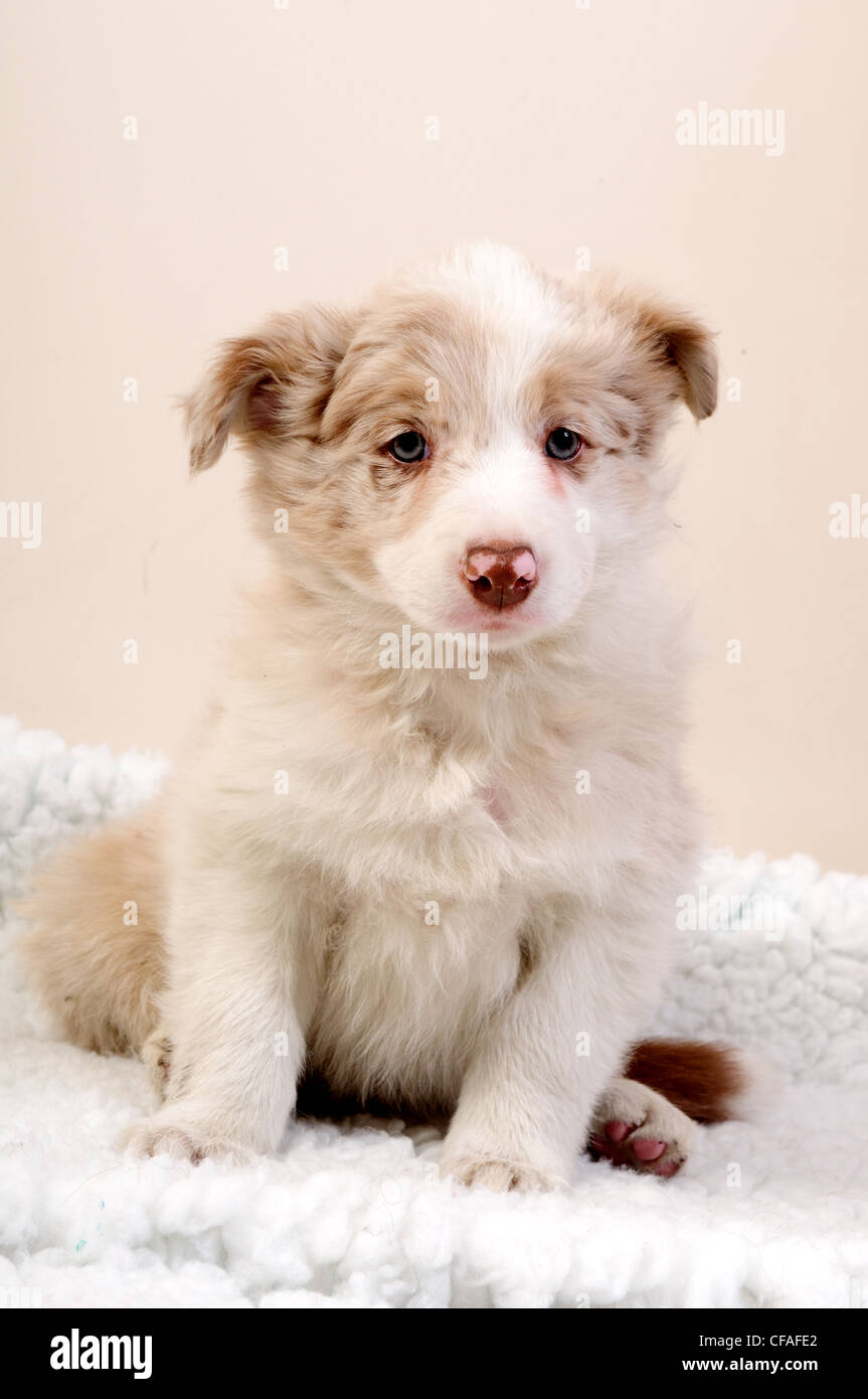 Chiots border collie Banque de photographies et d’images à haute ...
