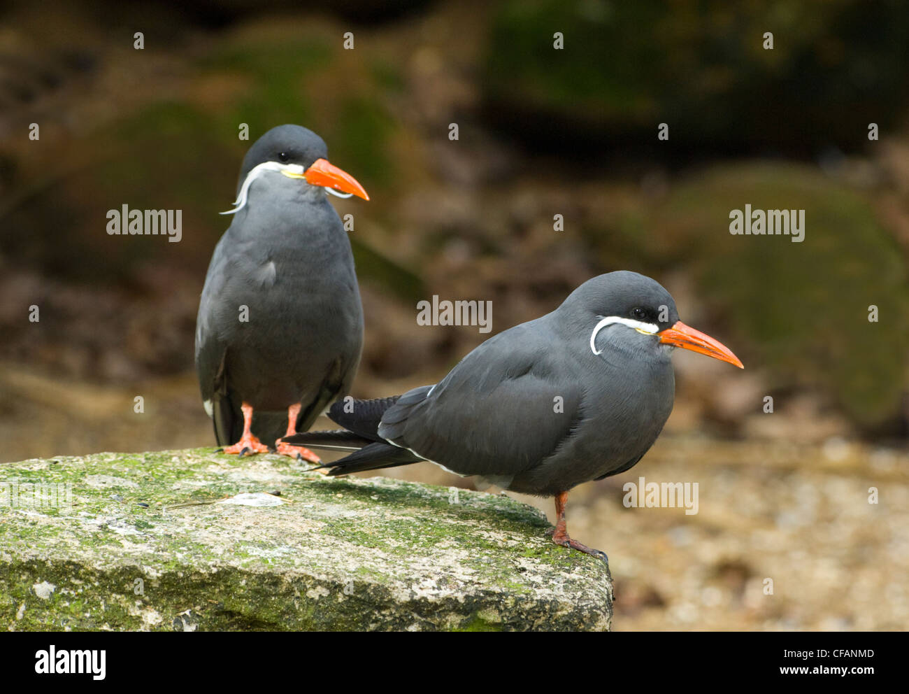 Sternes inca sternes larosterna inca Banque de photographies et d ...