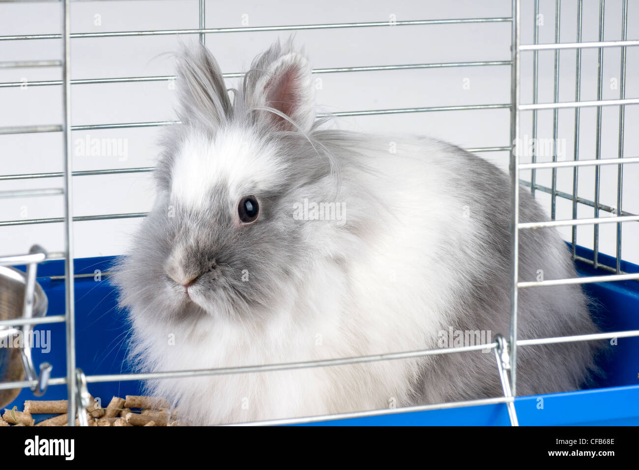 Angora lapin Banque de photographies et d’images à haute résolution - Alamy