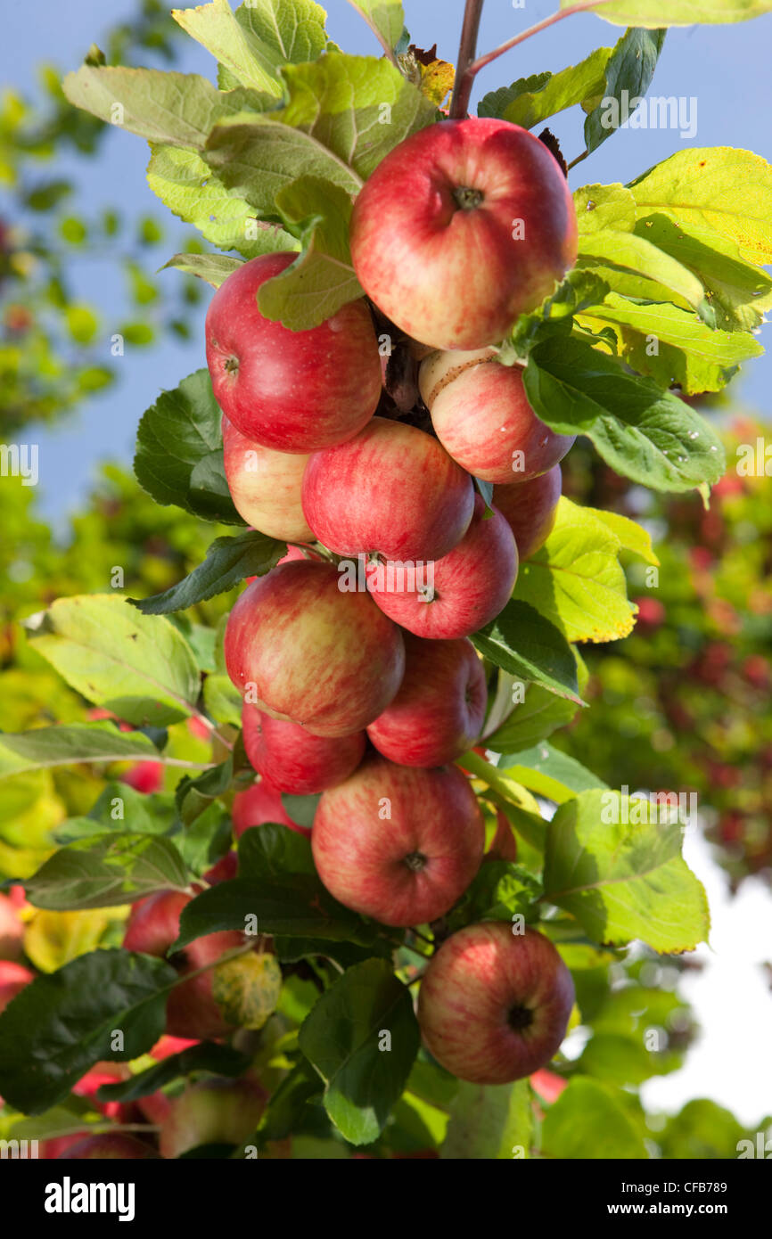 Unfermented fruit juice Banque de photographies et d’images à haute ...