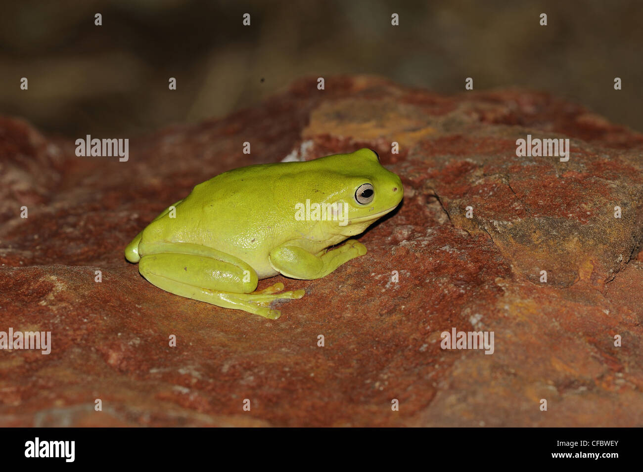 Grenouille Du Territoire Du Nord Banque d'image et photos - Alamy