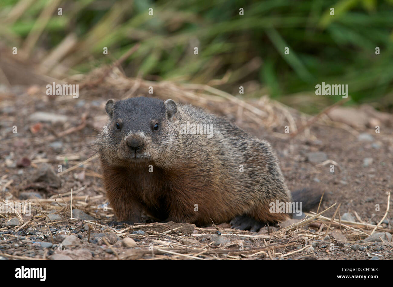 Marmoa monax Banque de photographies et d’images à haute résolution - Alamy