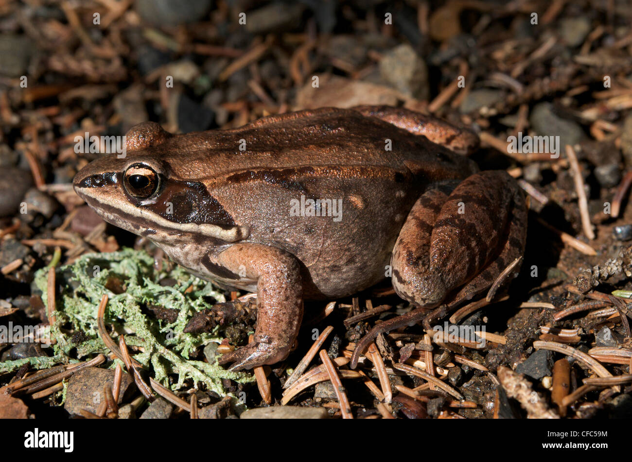 La grenouille des bois. (Rana sylvatica). Parc provincial Sleeping ...
