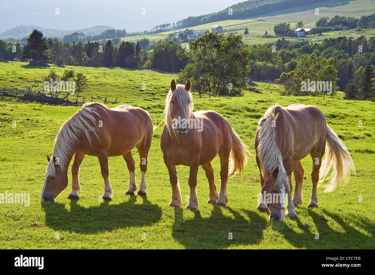 Trois chevaux de trait américain belge dans un pâturage Photo Stock - Alamy