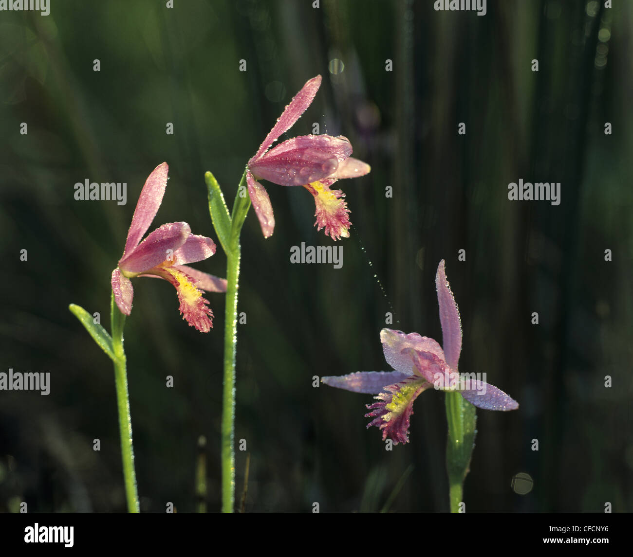 Rose pogonia Banque de photographies et d’images à haute résolution - Alamy