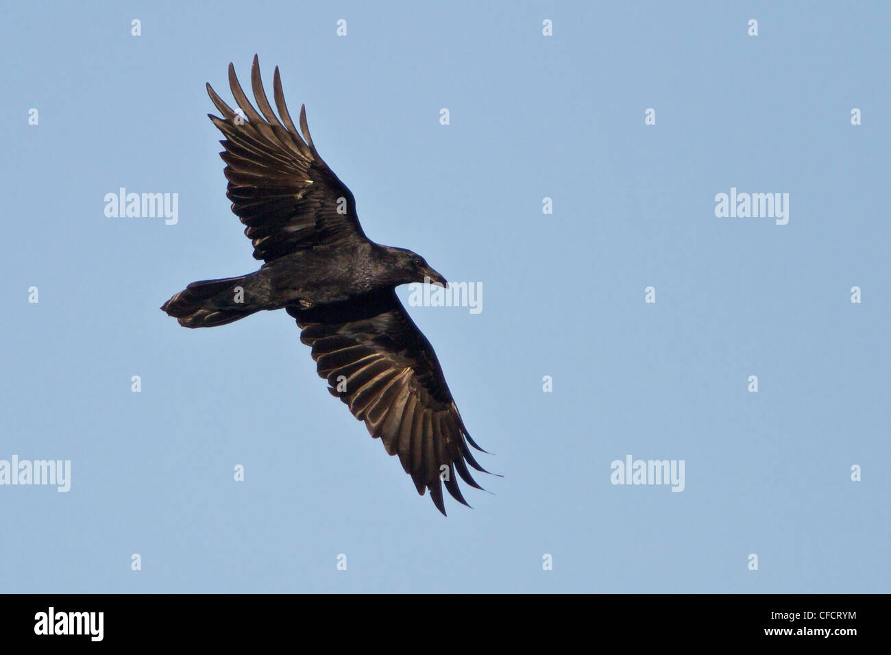 Corbeau De Profil Banque d'image et photos - Alamy