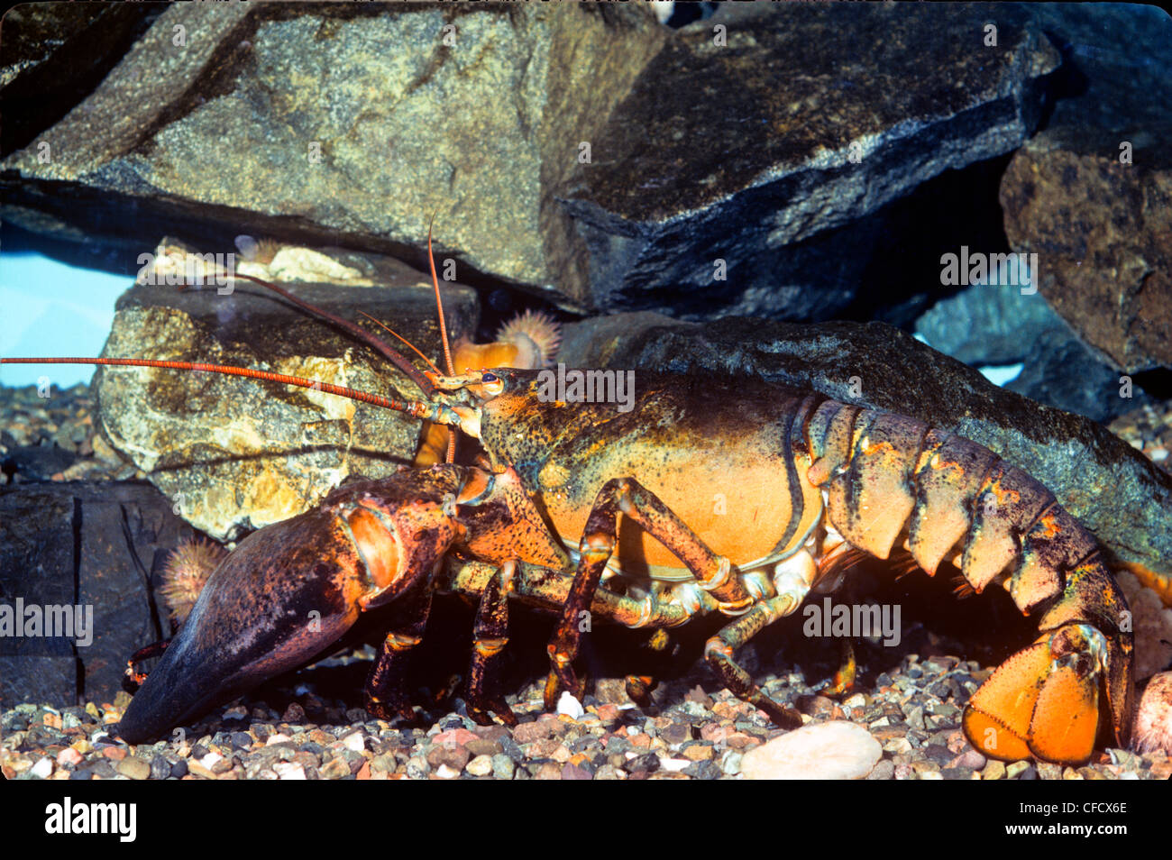 Homarus americanus Banque de photographies et d’images à haute ...