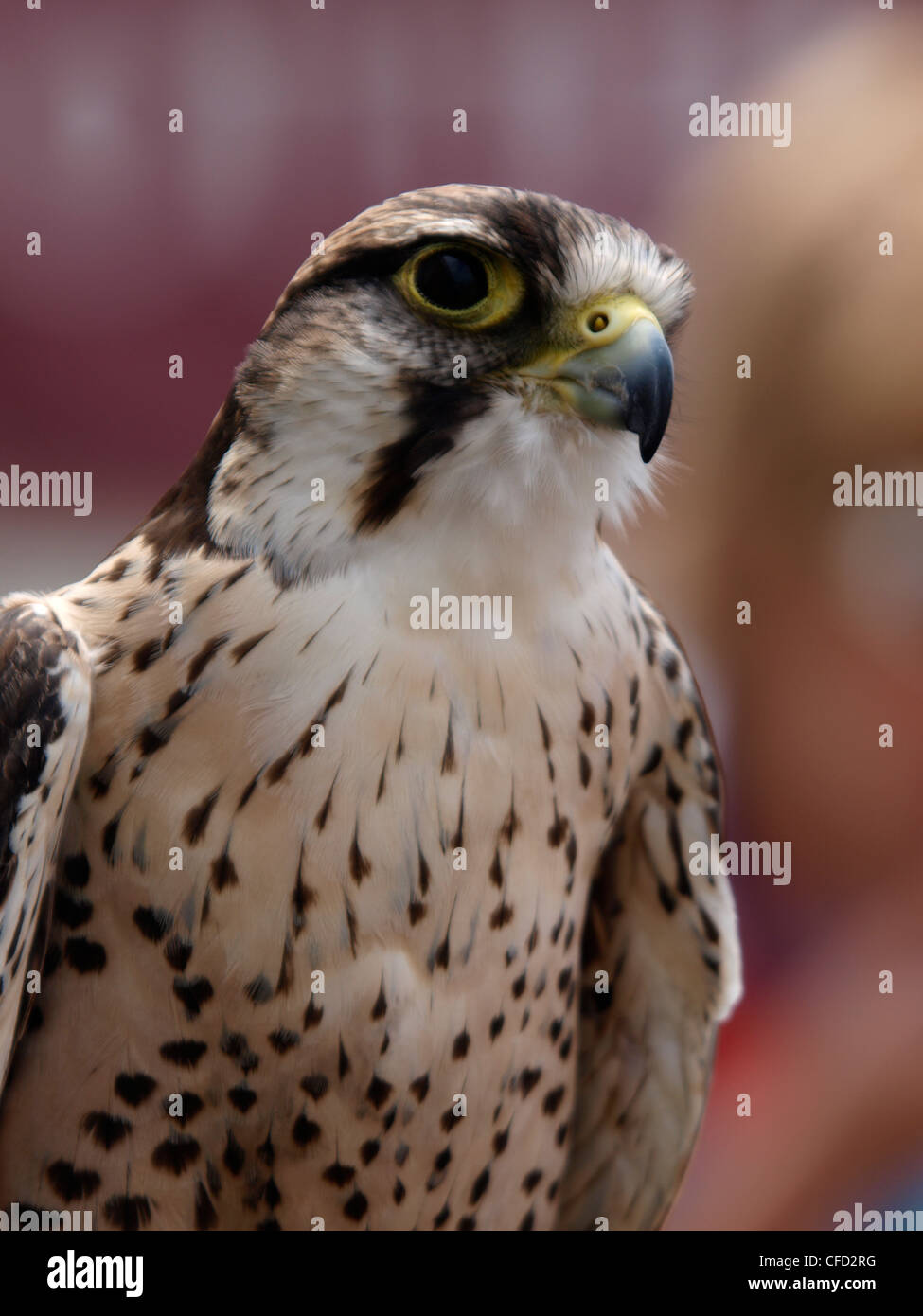 Lanier faucon falco biarmicus Banque de photographies et d’images à ...