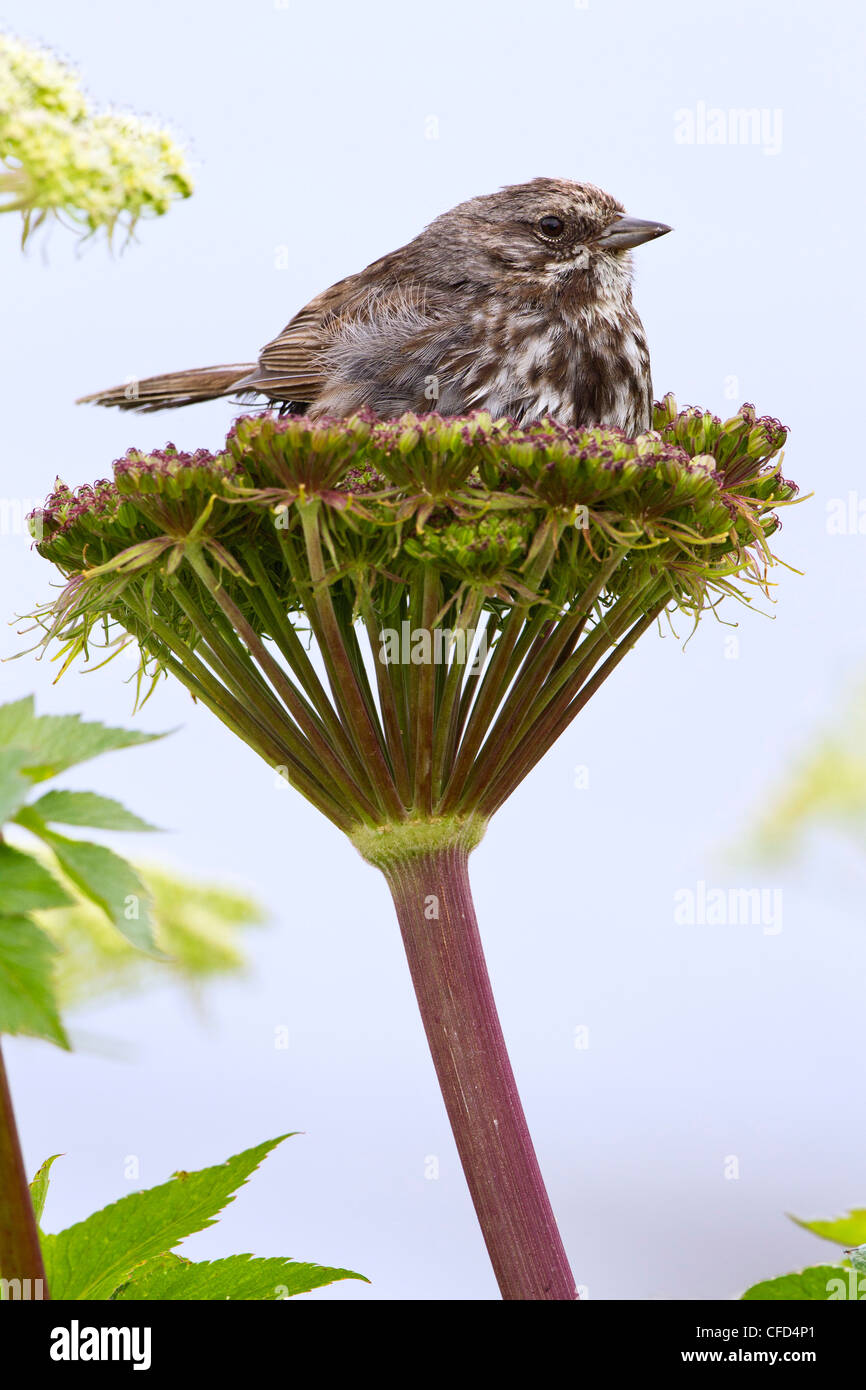 Moineau chanteur en fleurs Banque de photographies et d’images à haute ...