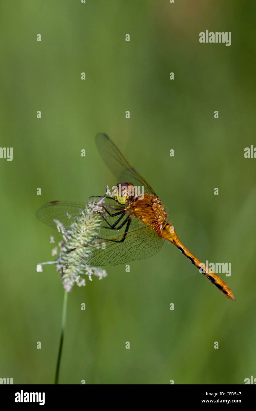Sympetrum species Banque de photographies et d’images à haute ...