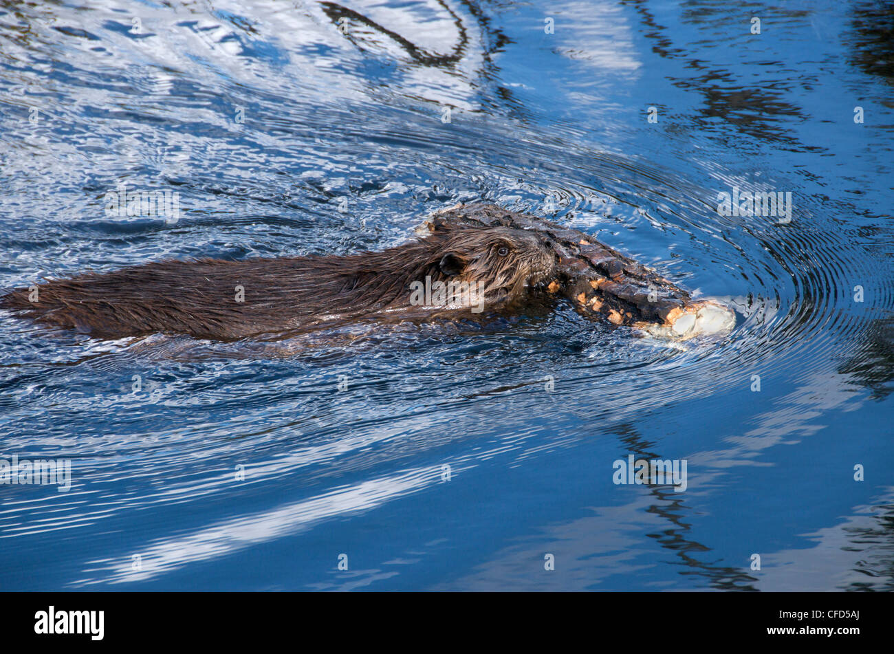 Trembles et castors Banque de photographies et d’images à haute ...