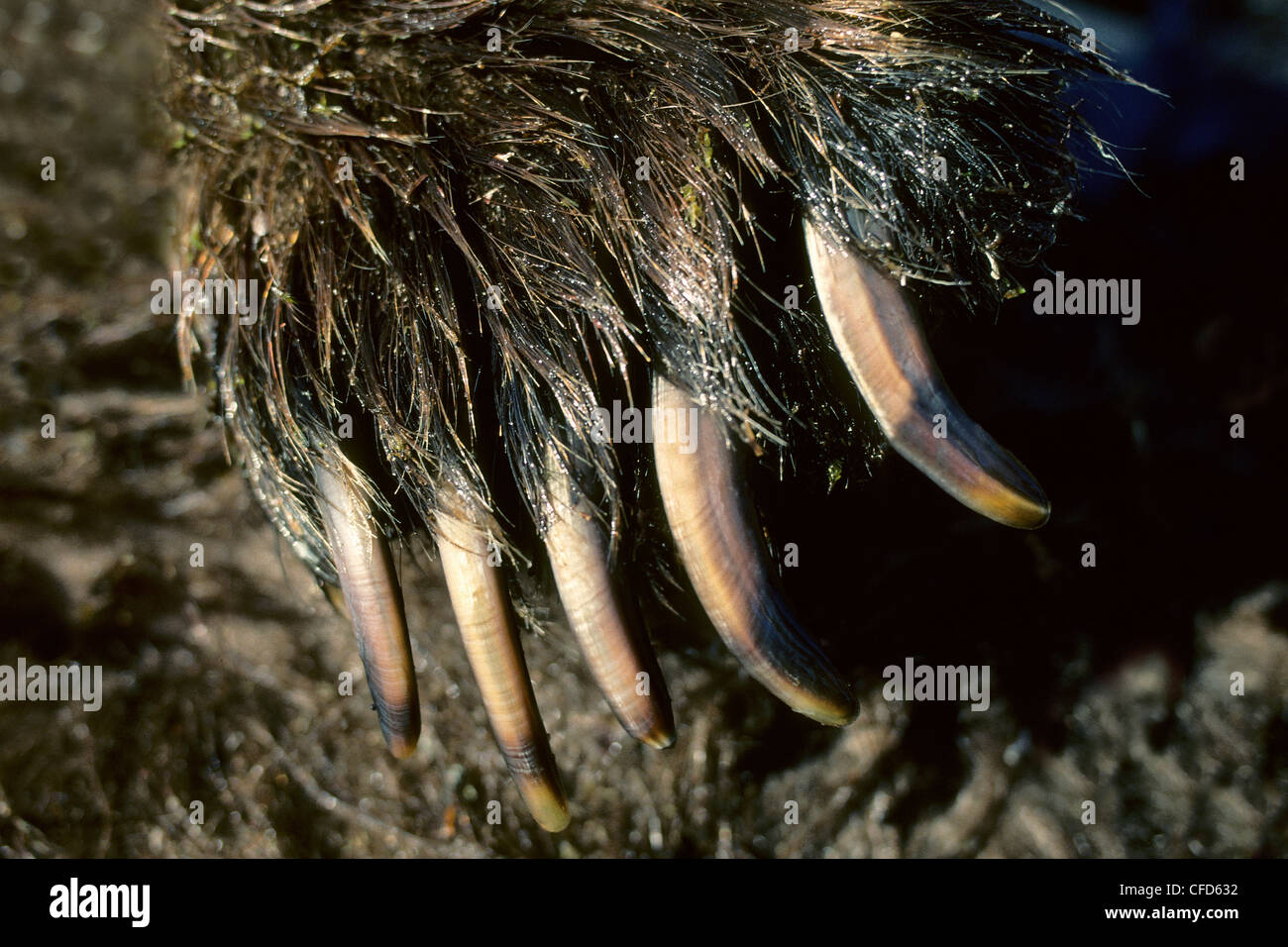 Grizzly Bear Claws Banque d'image et photos - Alamy