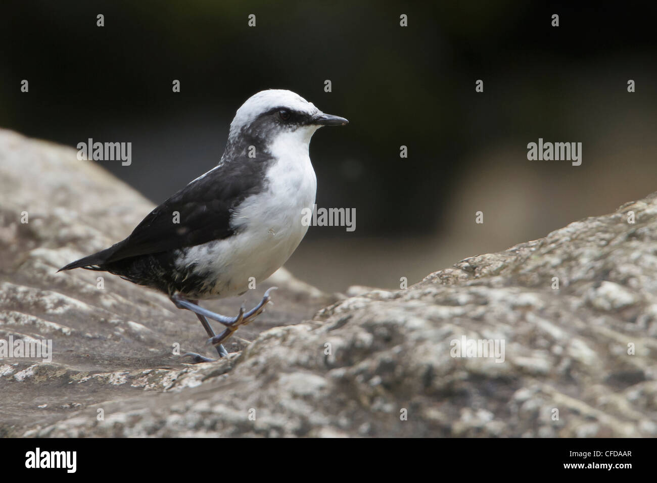White-capped Dipper (Cinclus leucocephalus) perché sur un rocher en ...